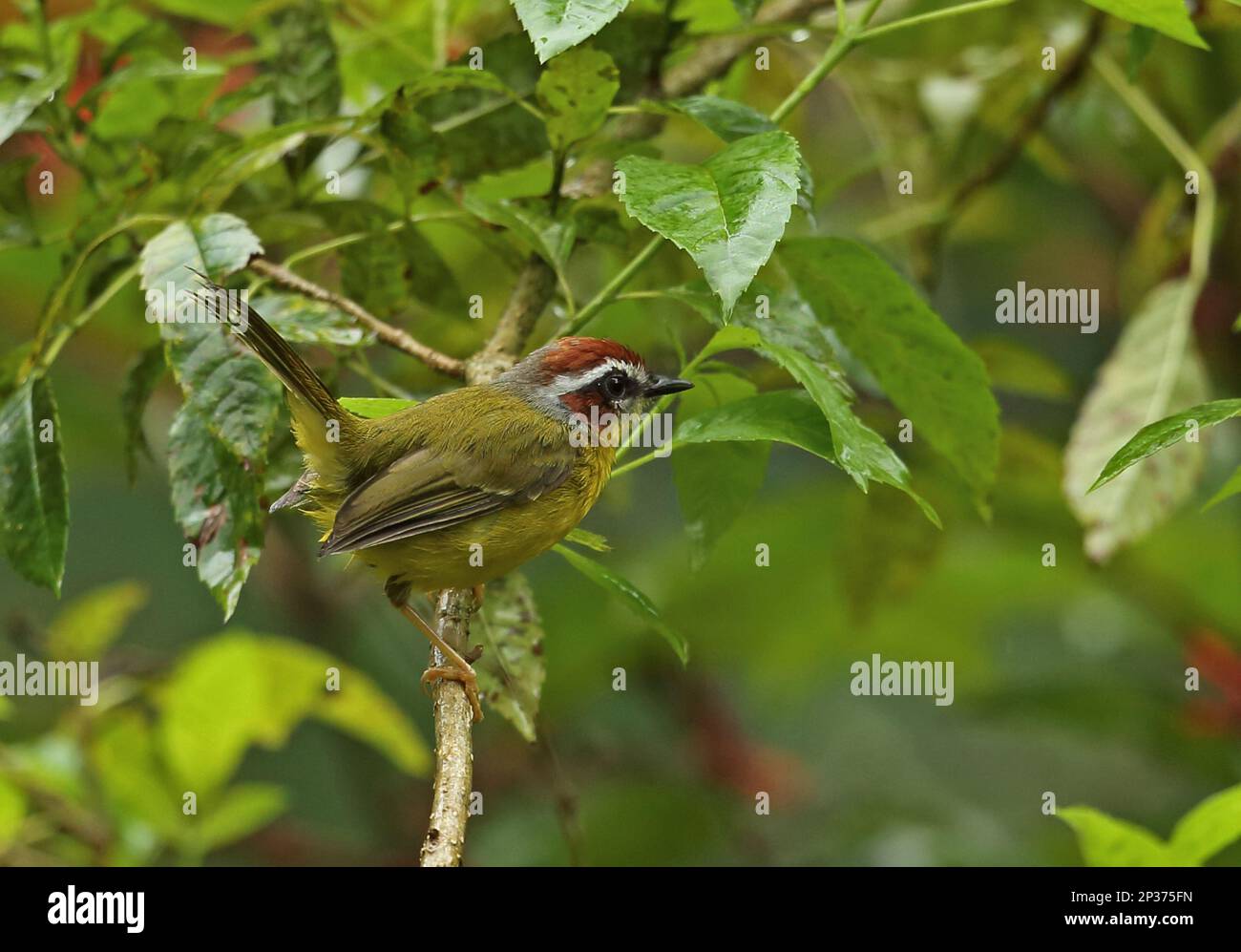 Red-capped Warbler (Basileuterus rufifrons mesochrysus) adult, with ...