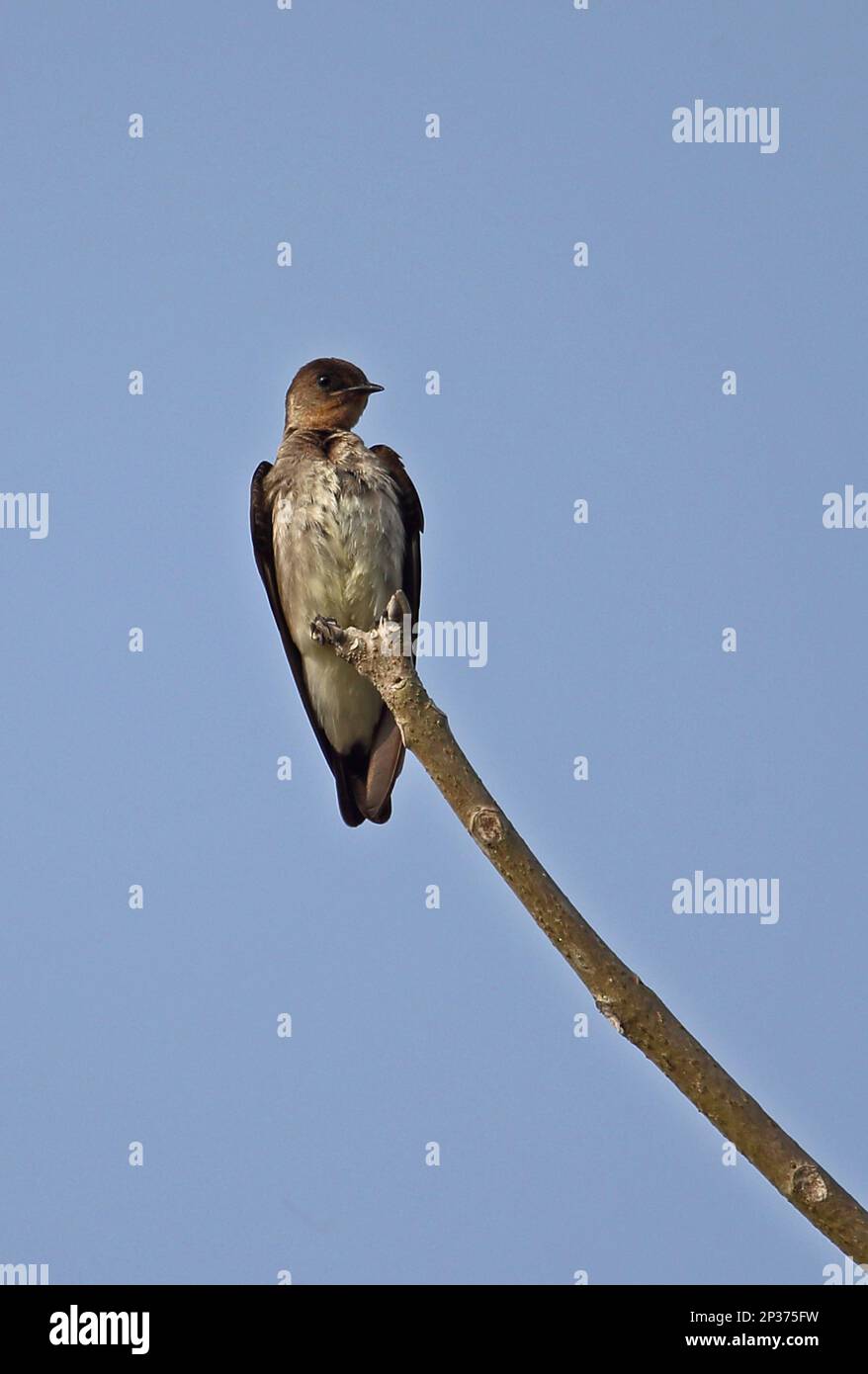 Southern rough winged swallows hi-res stock photography and images - Alamy