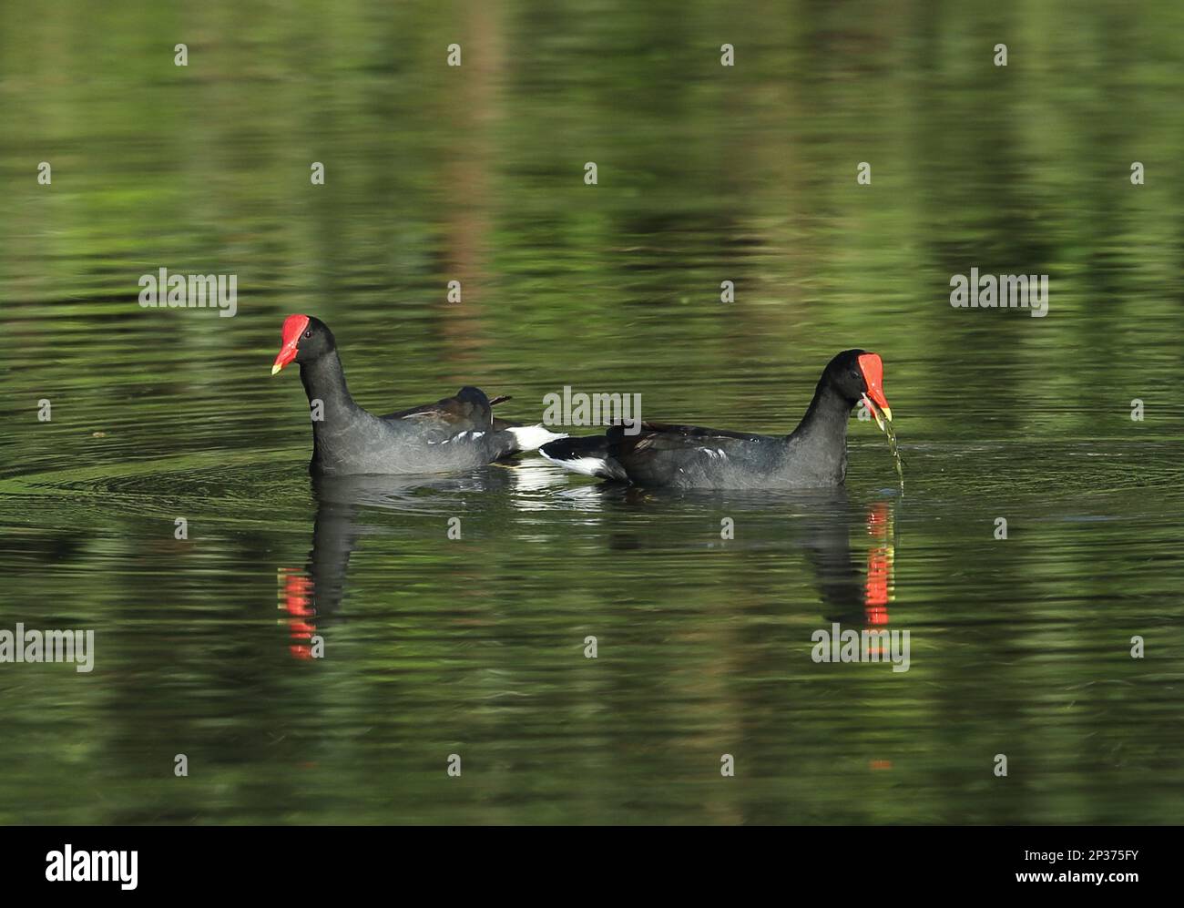 Female gallinule hi-res stock photography and images - Alamy