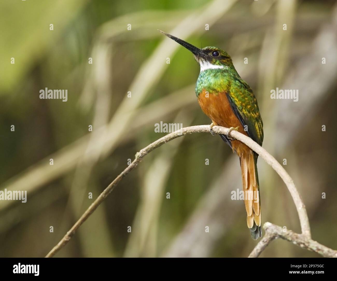 Red tailed shiningbirds hi-res stock photography and images - Alamy