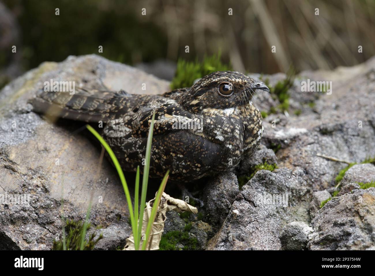 Blackish Nightjar, Mourning Nightjar, Nightjar, Nightjars, Animals ...