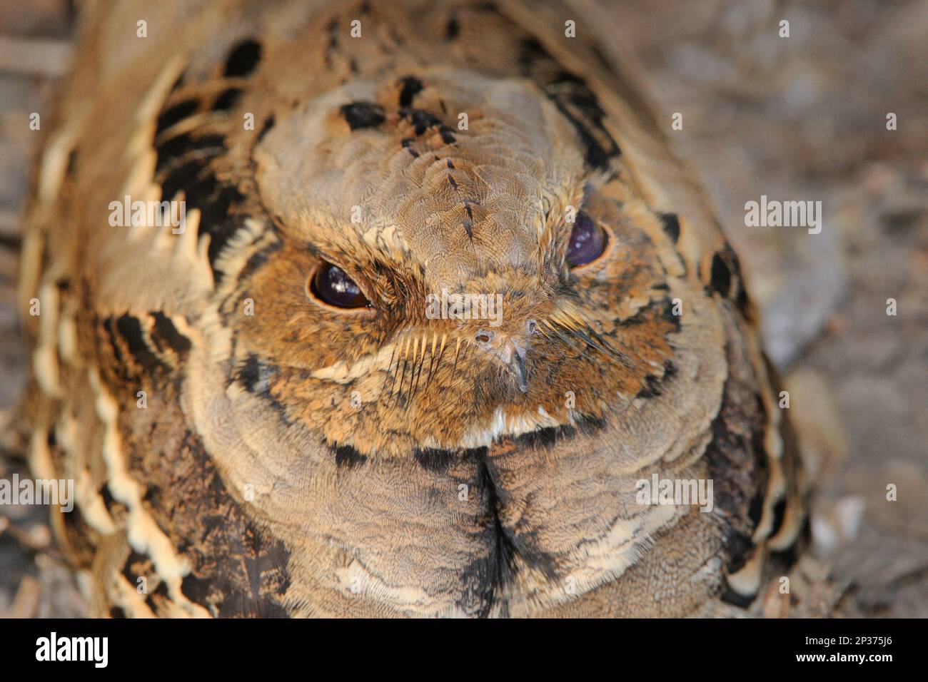 Hindu nightjars hi-res stock photography and images - Alamy