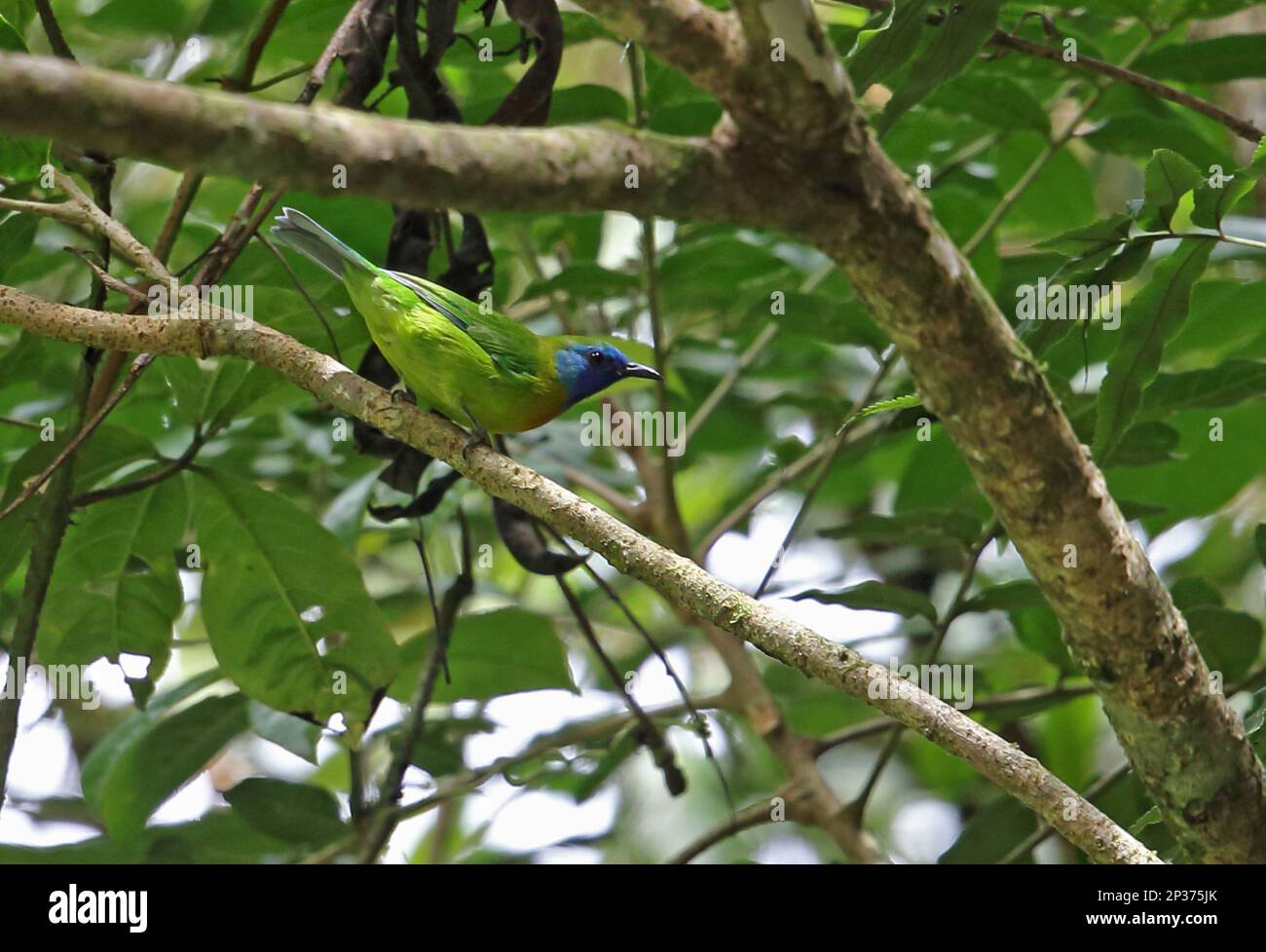 Blue-masked Leafbird (Chloropsis venusta) adult male, perched on branch ...