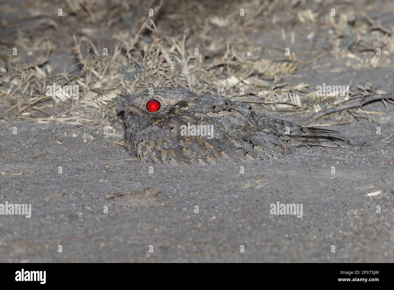 Little indian nightjar hi-res stock photography and images - Alamy