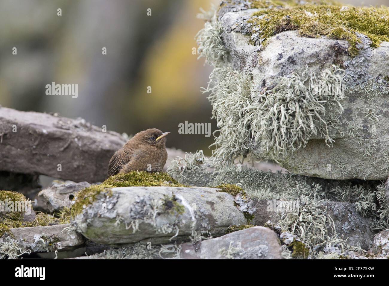 Shetland wren (Troglodytes troglodytes zetlandicus), young bird ...
