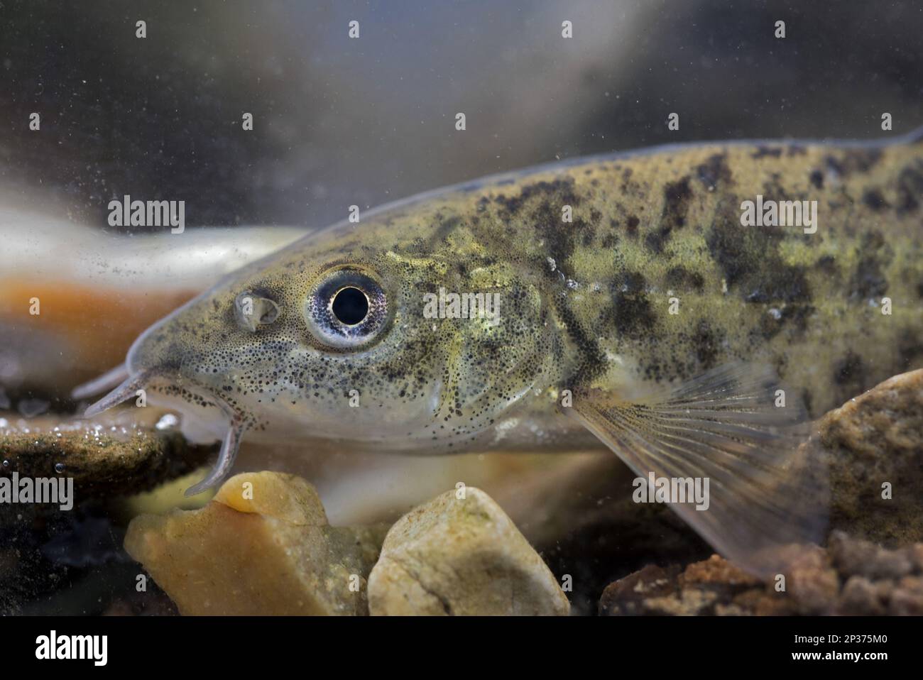 Common Barbel (Barbus barbus) immature, close-up of head, in tank ...