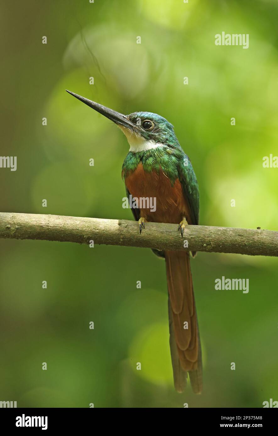 Red tailed shiningbirds hi-res stock photography and images - Alamy