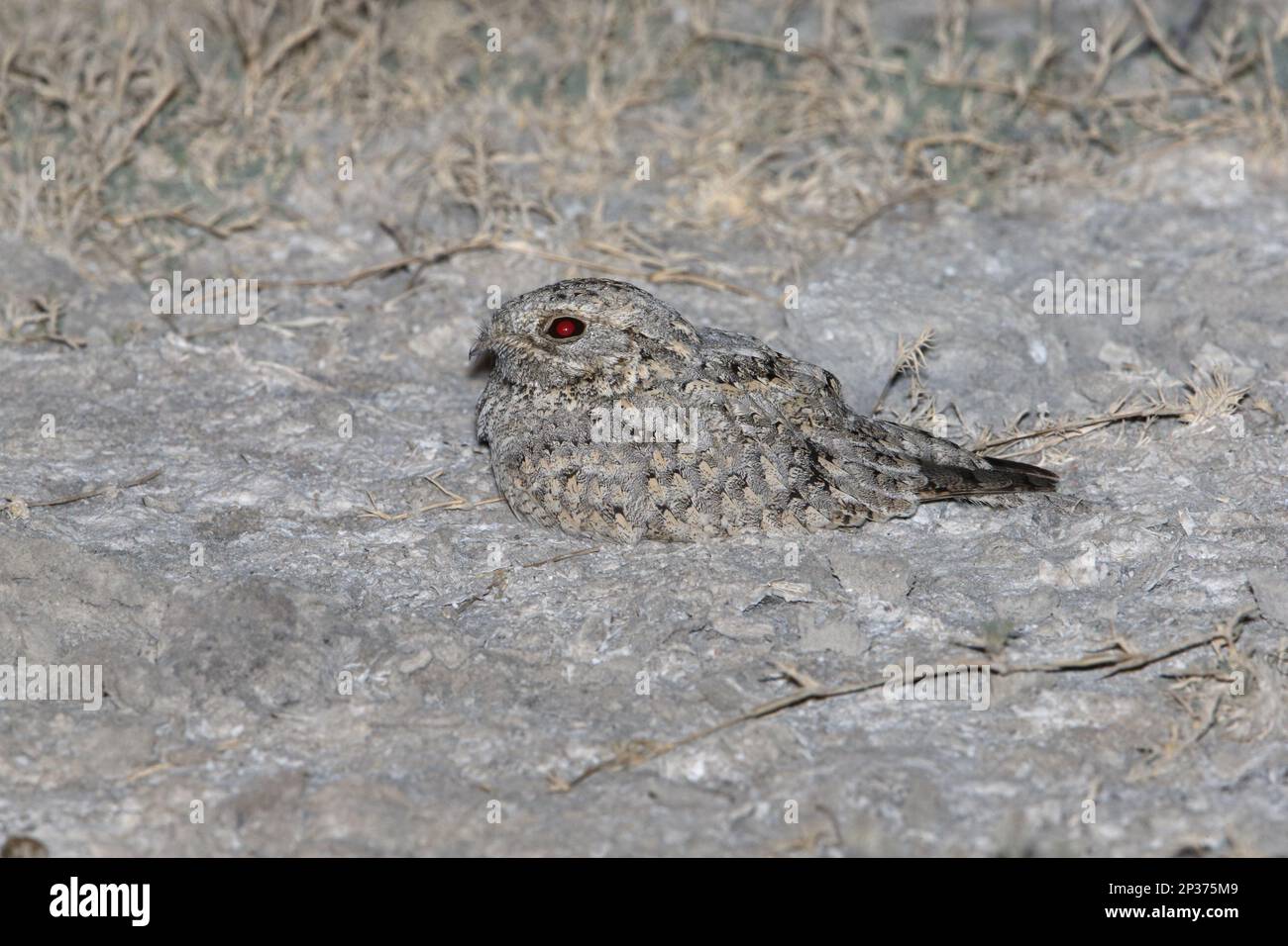 Little indian nightjar hi-res stock photography and images - Alamy