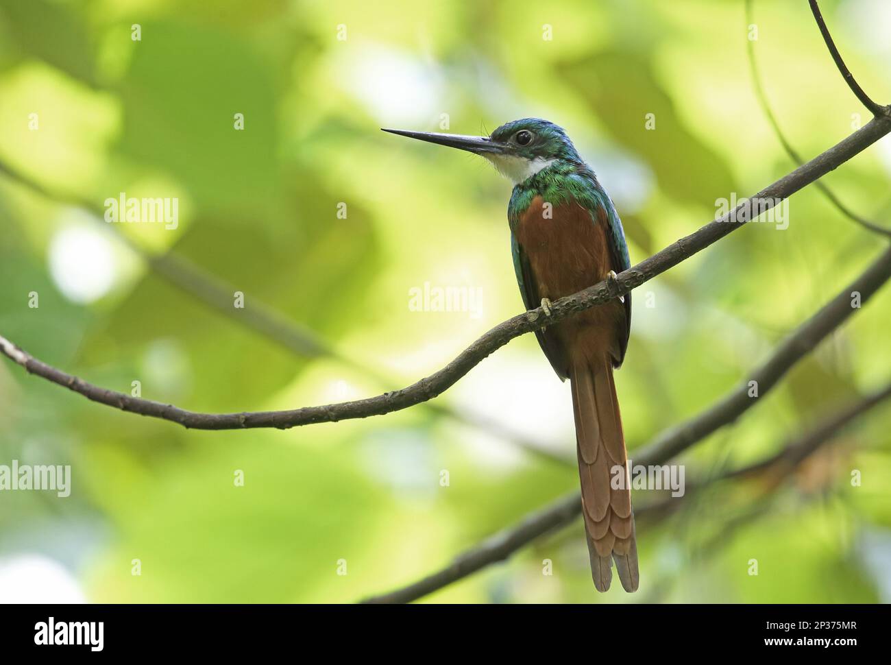 Red tailed shiningbirds hi-res stock photography and images - Alamy