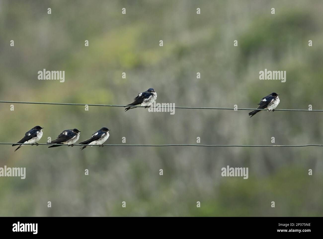 Grey-breasted Martin (Progne chalybea macrorhamphus) five adults ...