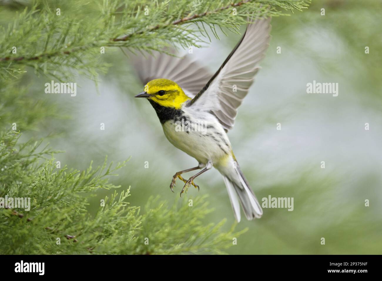 Black-throated Green Warbler (Setophaga virens), adult male, on the run ...