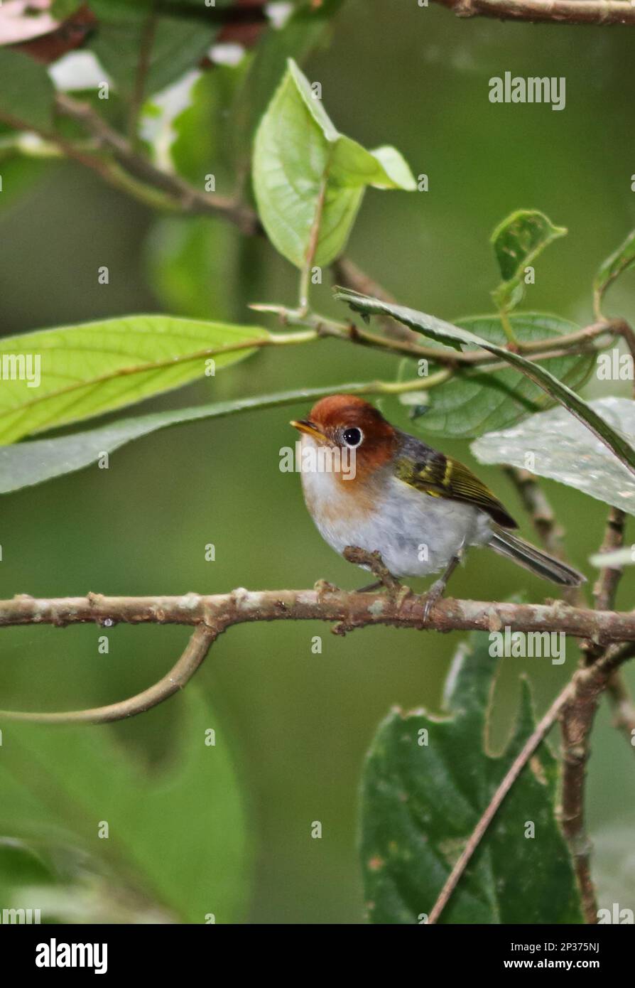 Sunda Warbler (Seicercus grammiceps sumartrensis) adult, sitting on a ...