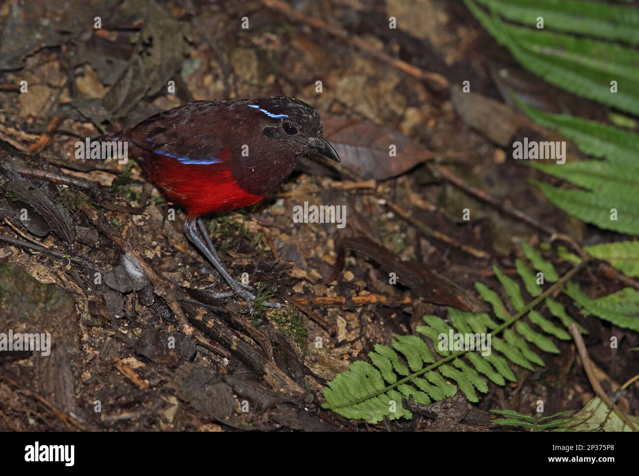 Graceful Pitta (Pitta venusta) adult, standing on forest floor, Kerinci ...