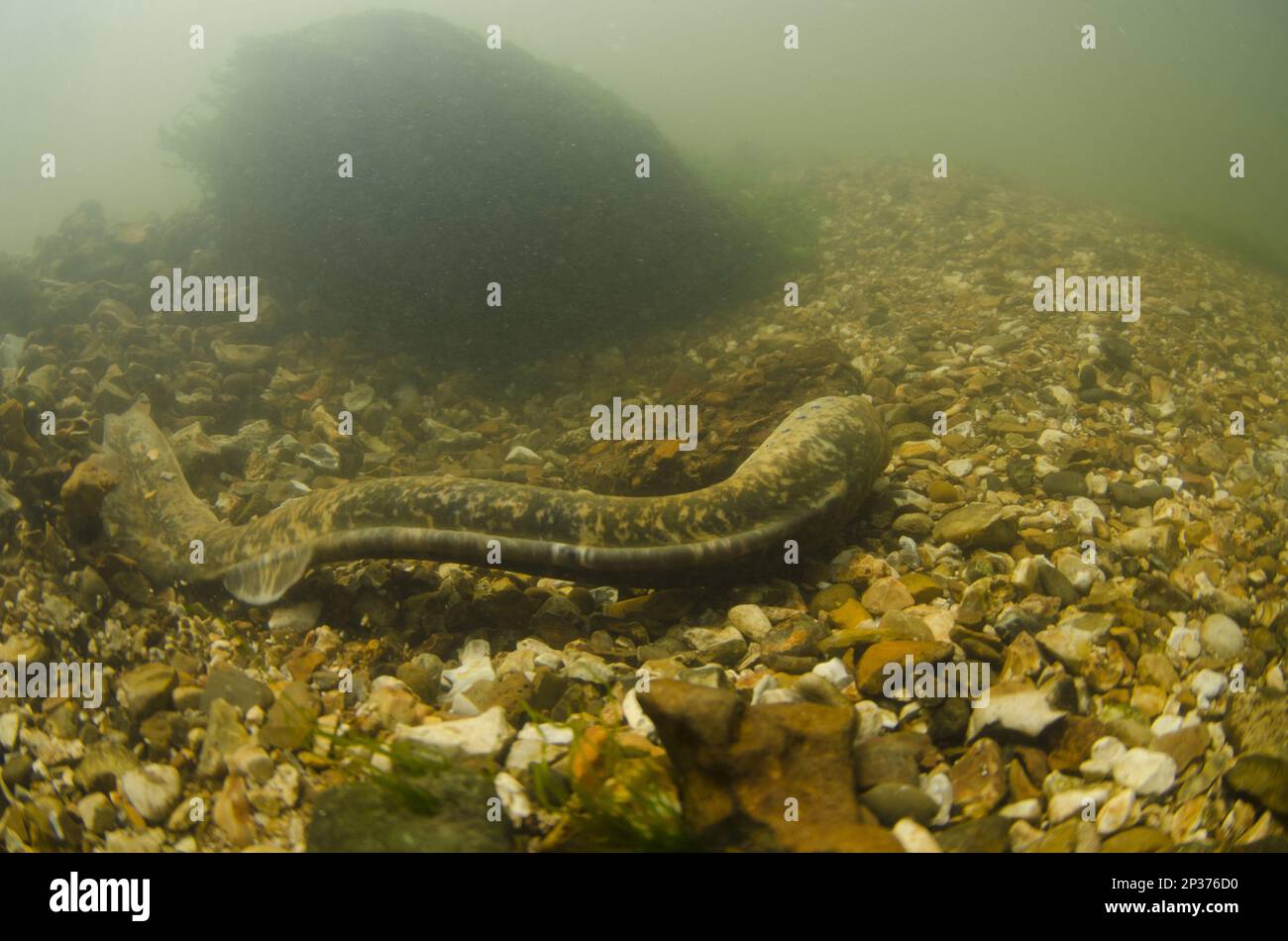 Giant Sea Lamprey