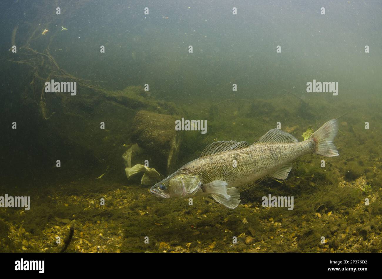 Zander (Sander lucioperca) introduced species, adult, swimming in river ...