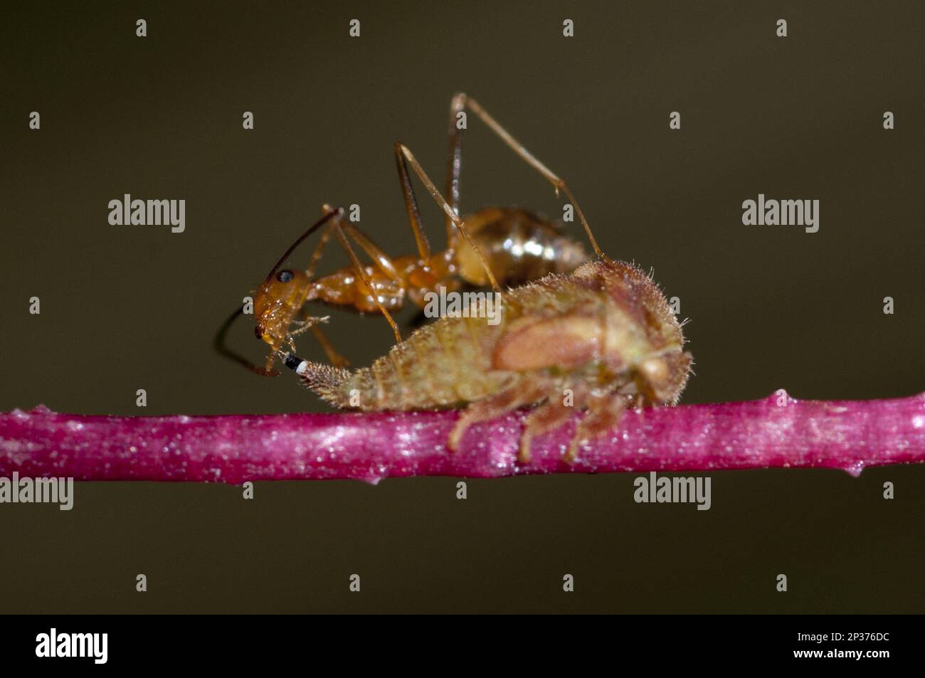 Green Weaver Ant (Oecophylla smaragdina) adult worker, coaxing honeydew ...