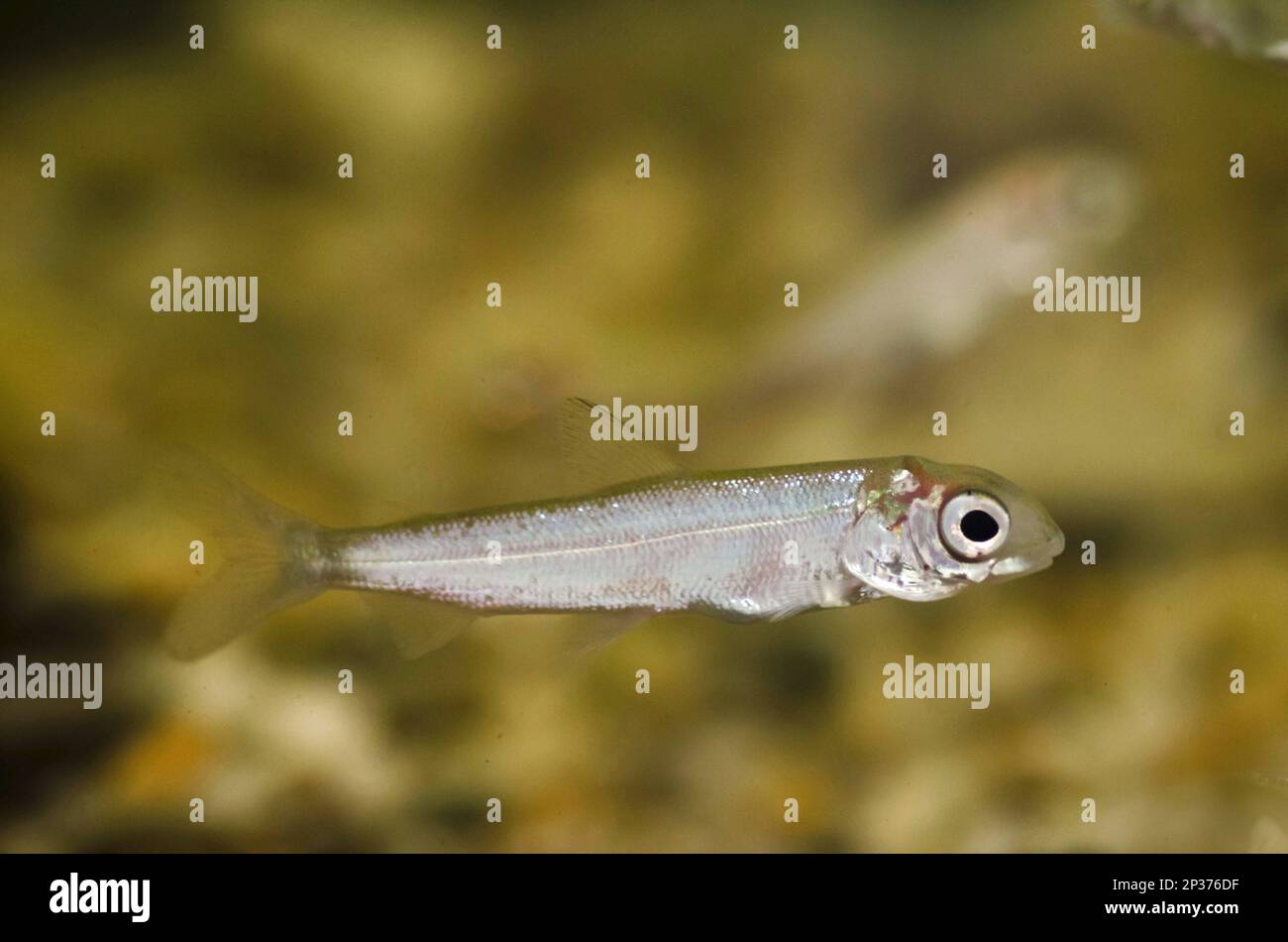 Salmonid fish endemic hi-res stock photography and images - Alamy