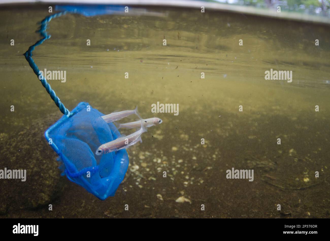 British freshwater fish hi-res stock photography and images - Alamy