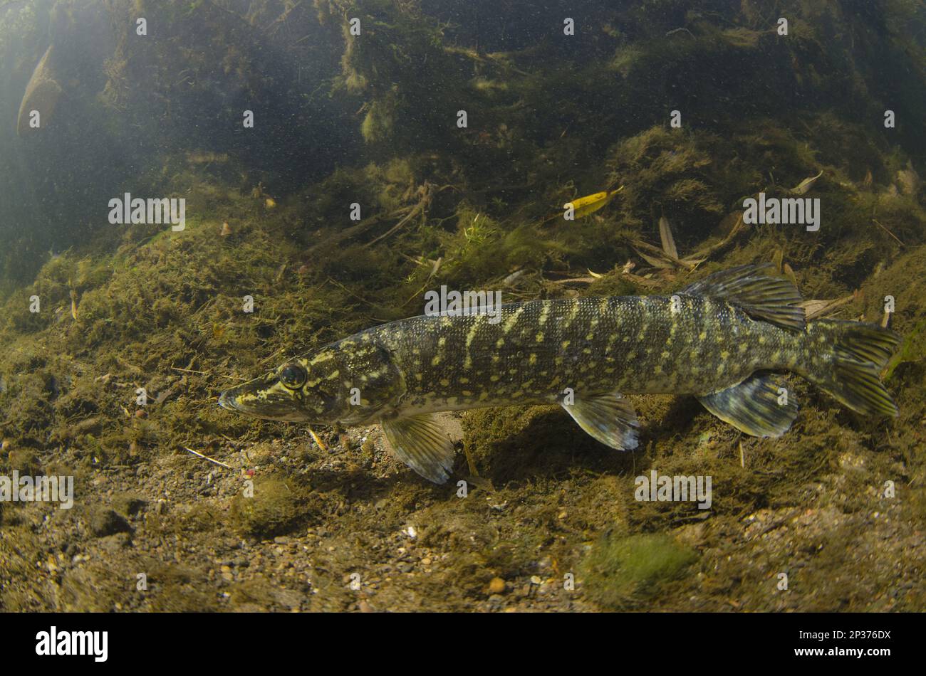 Northern Pike (Esox lucius) juvenile, waiting to ambush prey in river ...