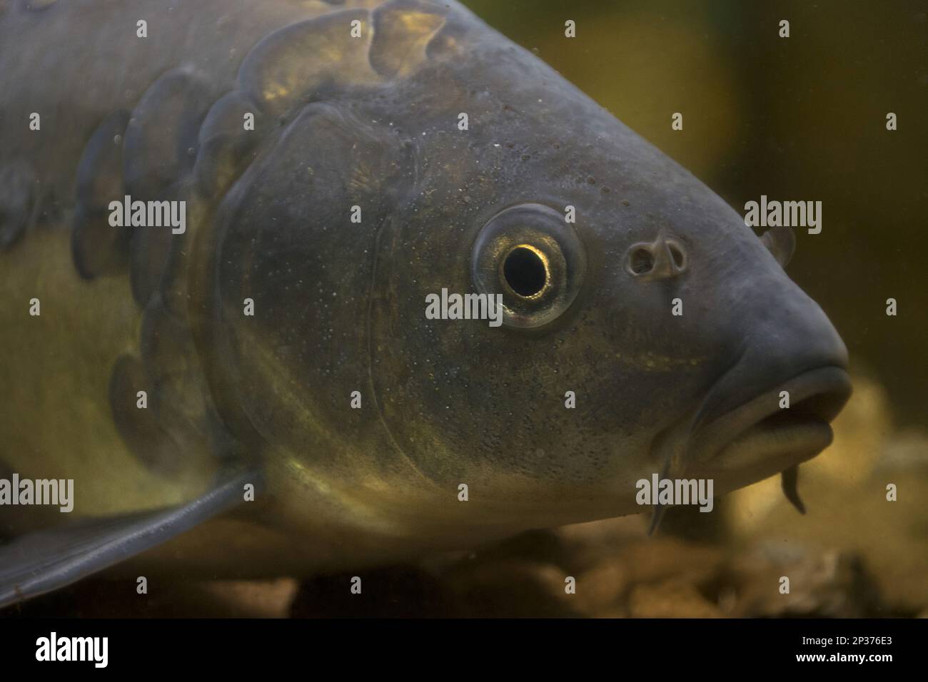 Mirror Carp (Cyprinus carpio carpio) adult, close-up of head, in tank ...