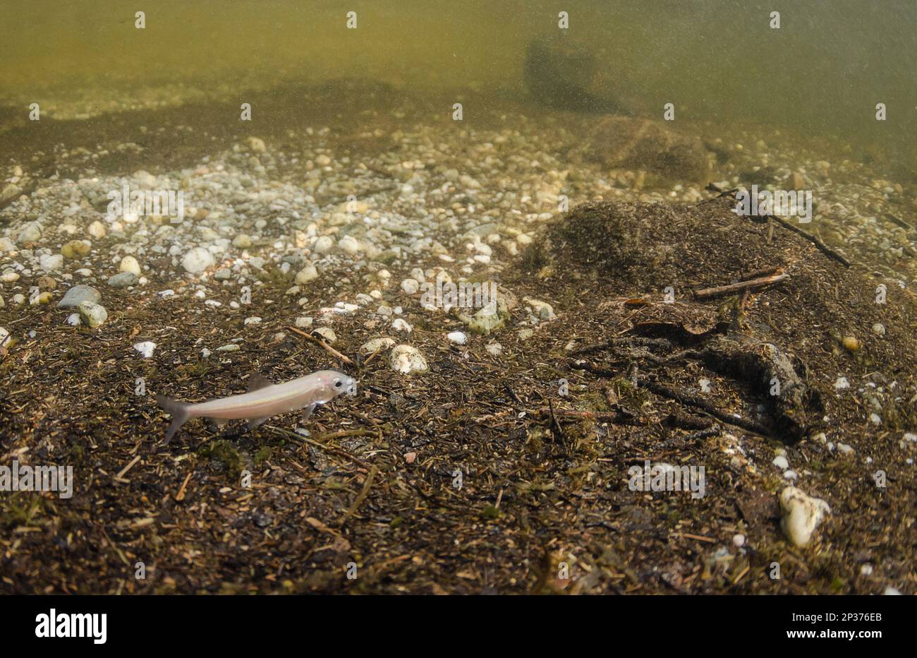 British freshwater fish hi-res stock photography and images - Alamy