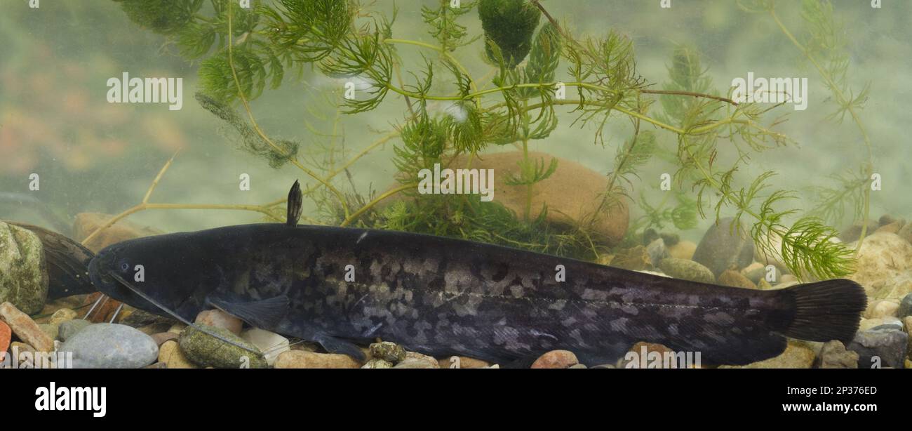 Wels Catfish (Silurus glanis) introduced species, adult, in tank ...