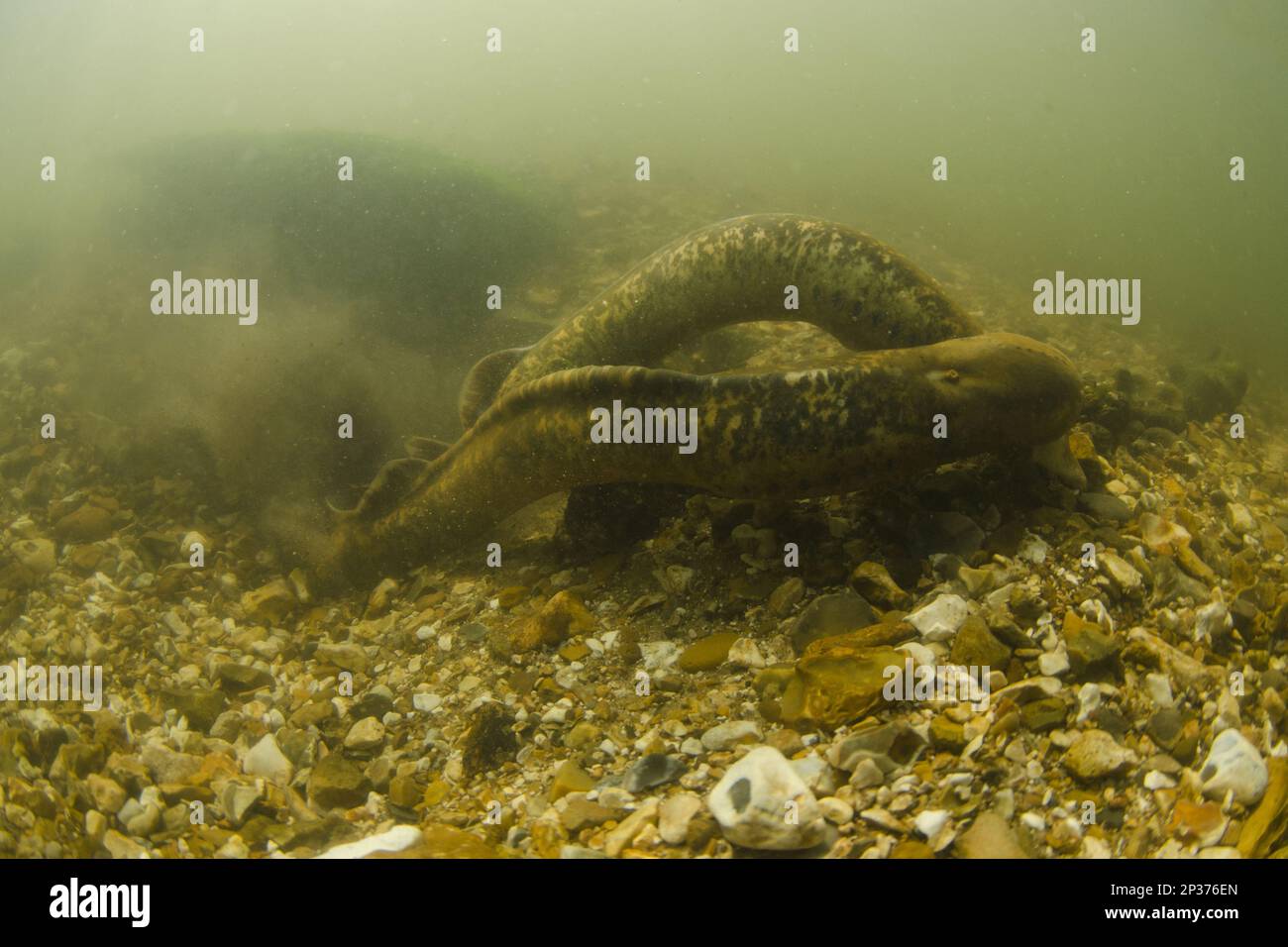 Sea Lamprey (Petromyzon marinus) adult pair, spawning in 'redd' nest on ...