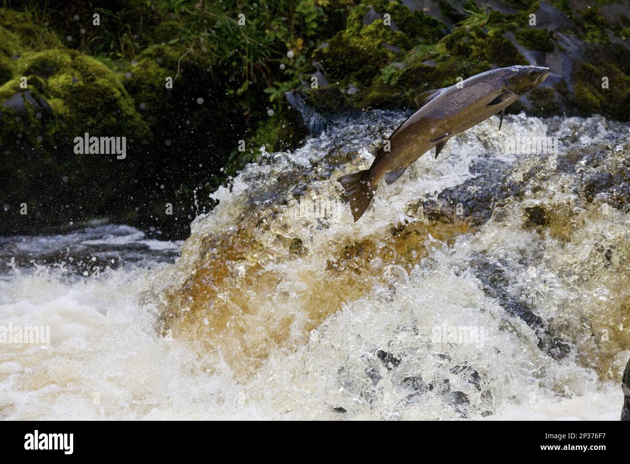 Atlantic salmon (Salmo salar) adult, jumping up the waterfall, moving ...