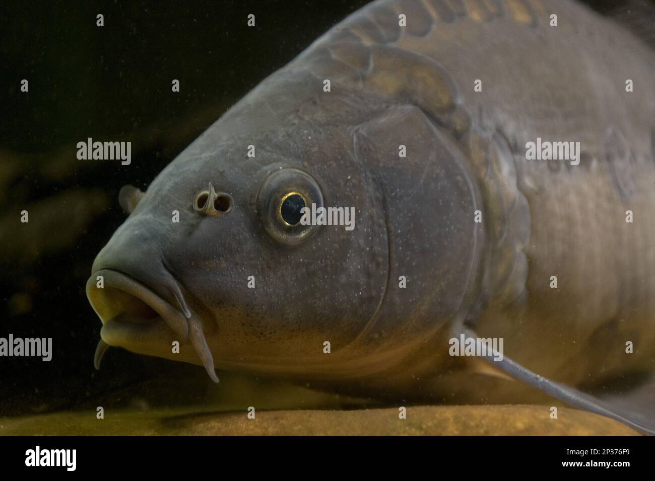 Mirror Carp (Cyprinus carpio carpio) adult, close-up of head, in tank ...