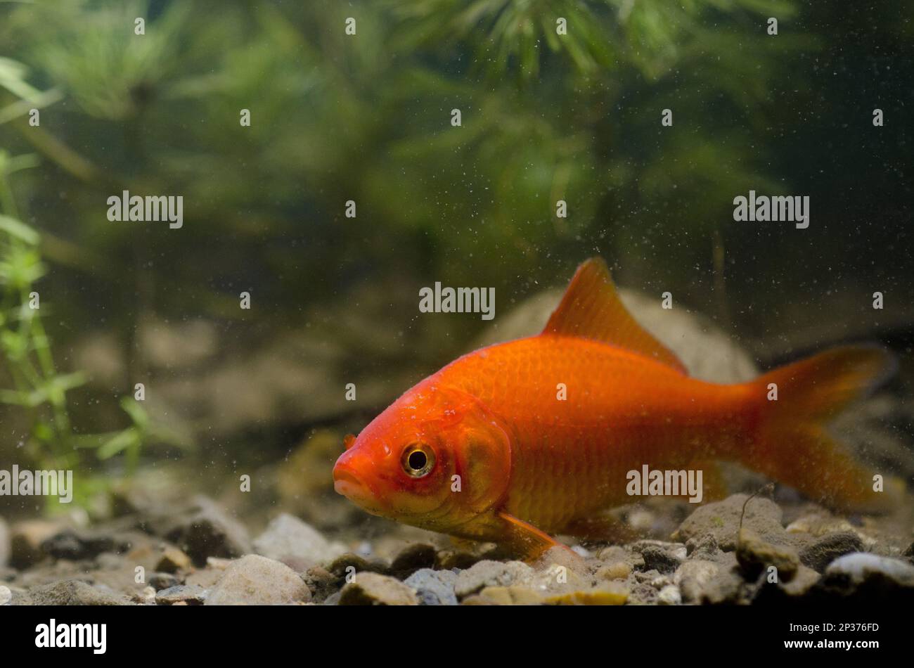 Goldfish carassius auratus in wild hi-res stock photography and images ...