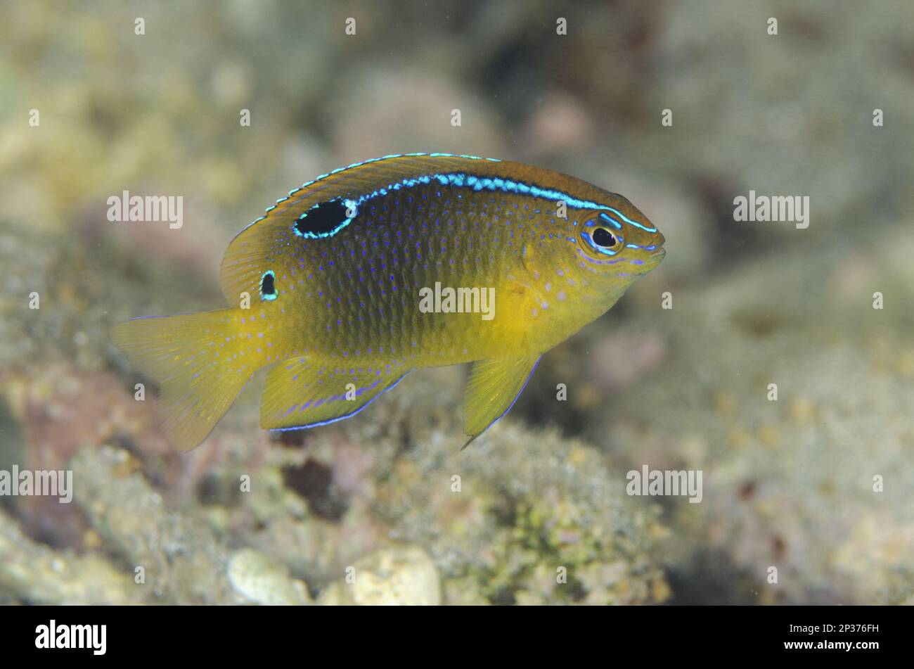 Onespot Demoiselle (Chrysiptera unimaculata) adult, Candidasa, Bali ...