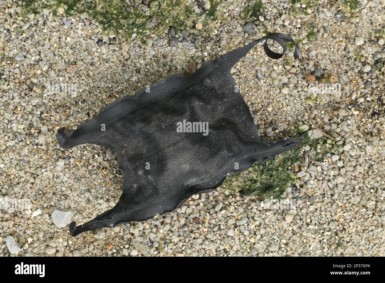 Skate fish hi-res stock photography and images - Alamy