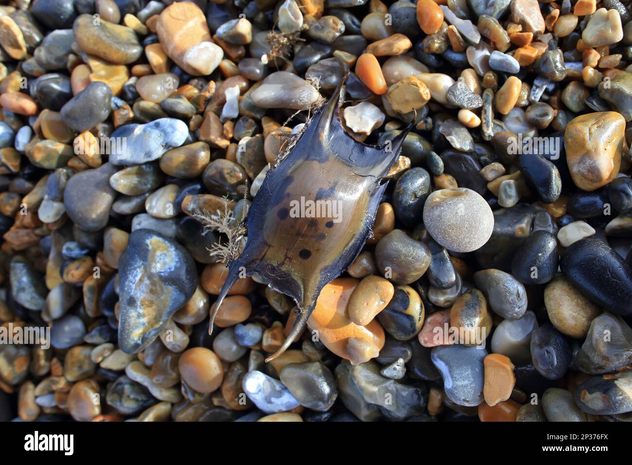 Thornback Ray (Raja clavata) 'Mermaid's Purse' eggcase, washed up on ...