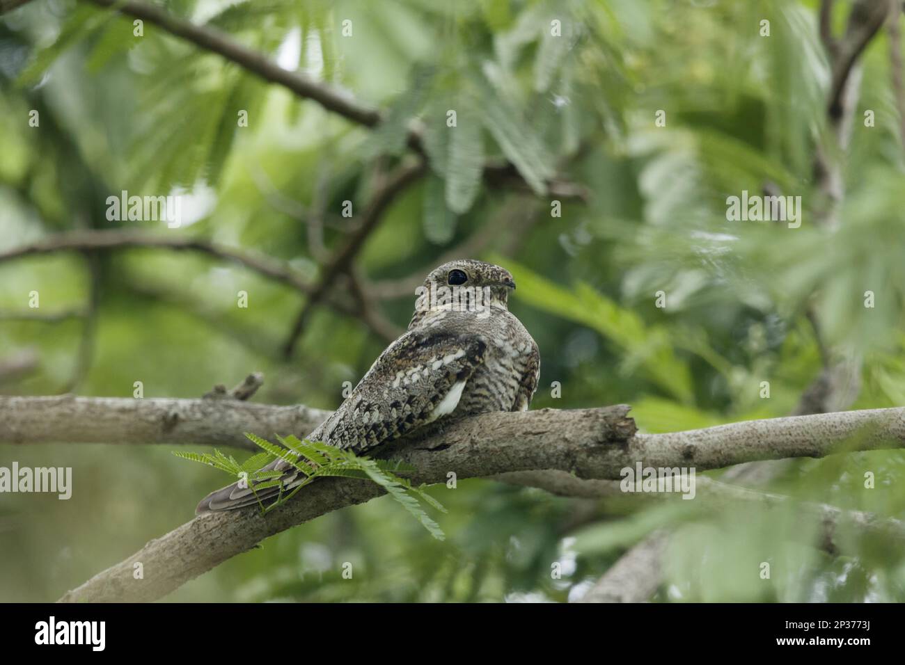 Lesser nighthawk (Chordeiles acutipennis), Texas Nightjar, Texas ...