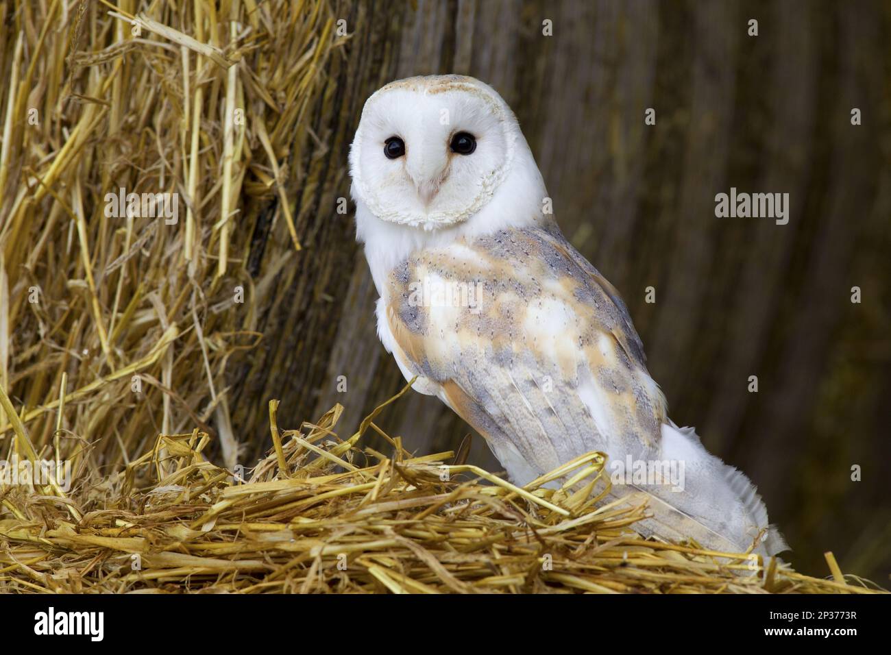Common barn owl (Tyto alba) adult, standing on straw bale in barn ...