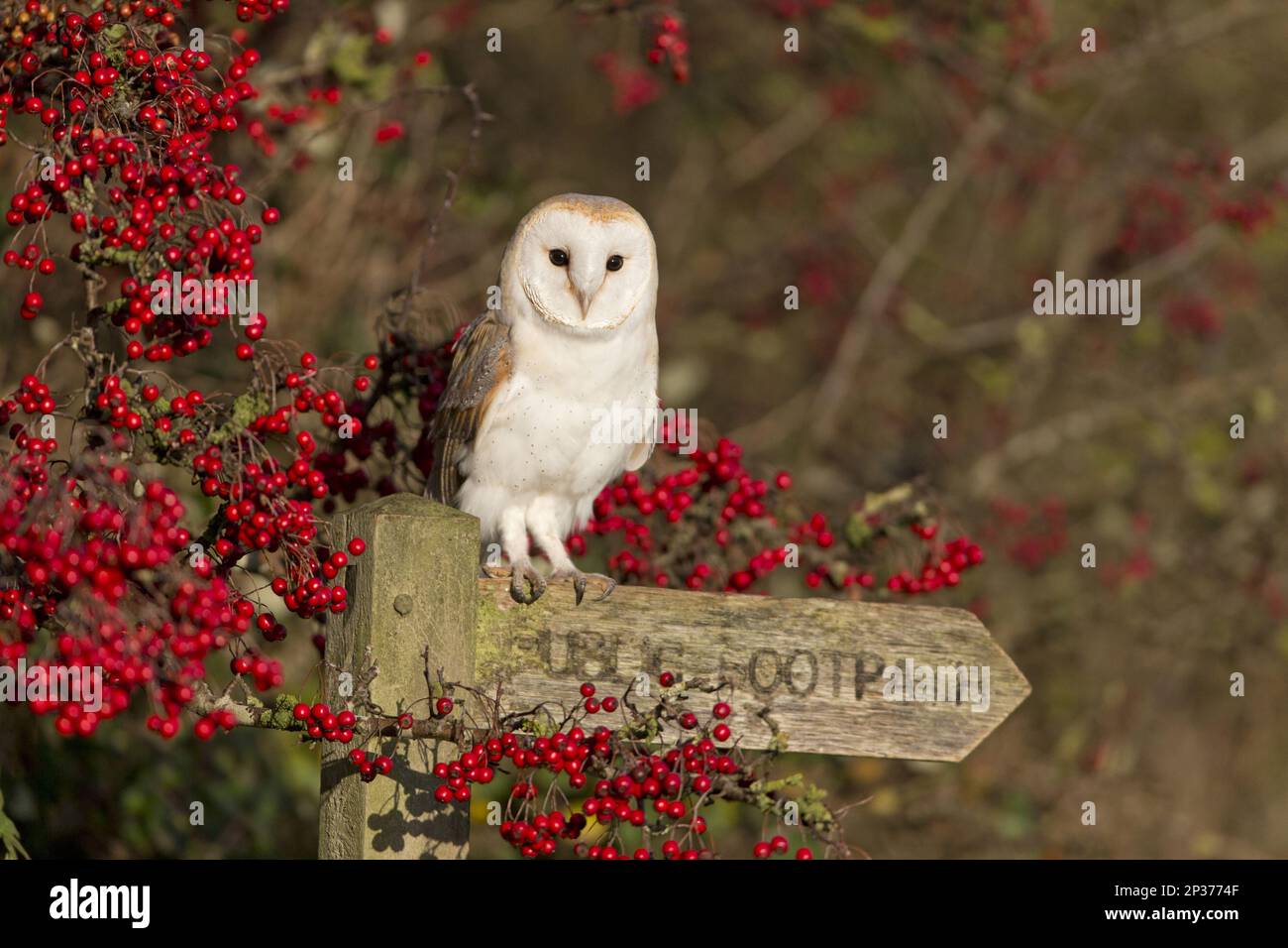 Common barn owl (Tyto alba) adult, sitting on sign Public footpath ...