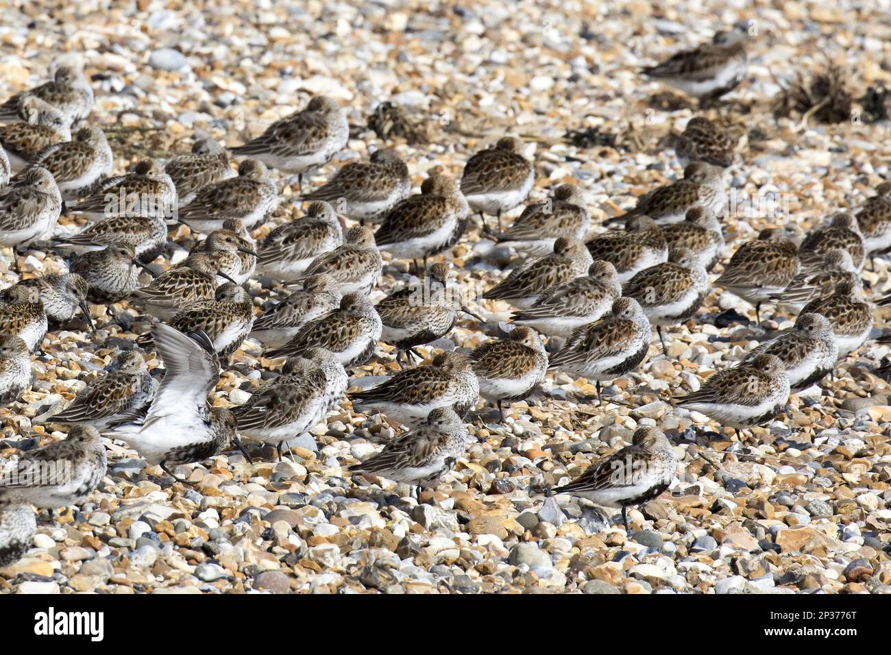 Dunlin flock in summer plumage on pebble spit on Scolt Head Island ...