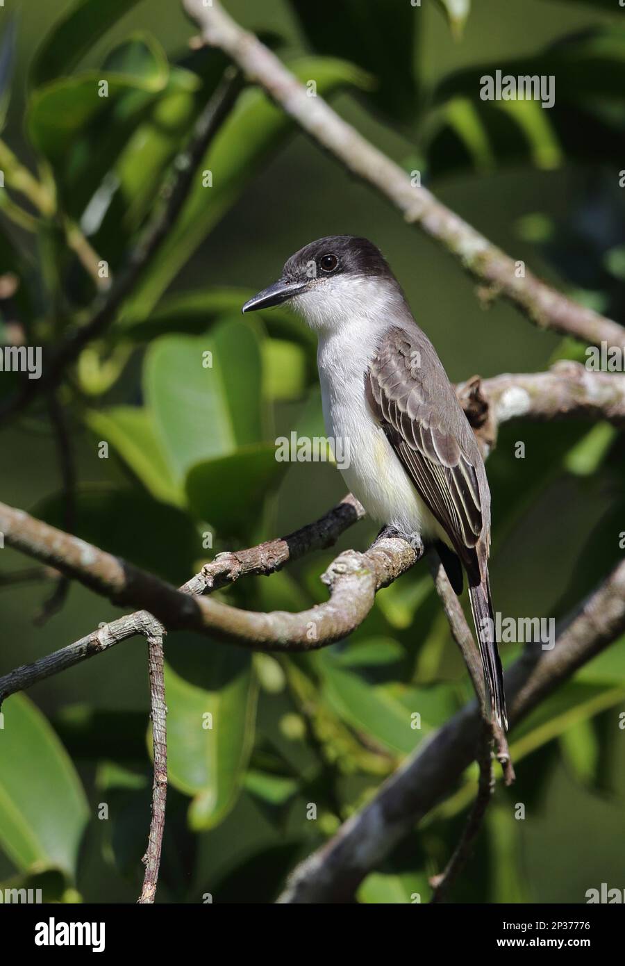 Animal jamaica hi-res stock photography and images - Alamy