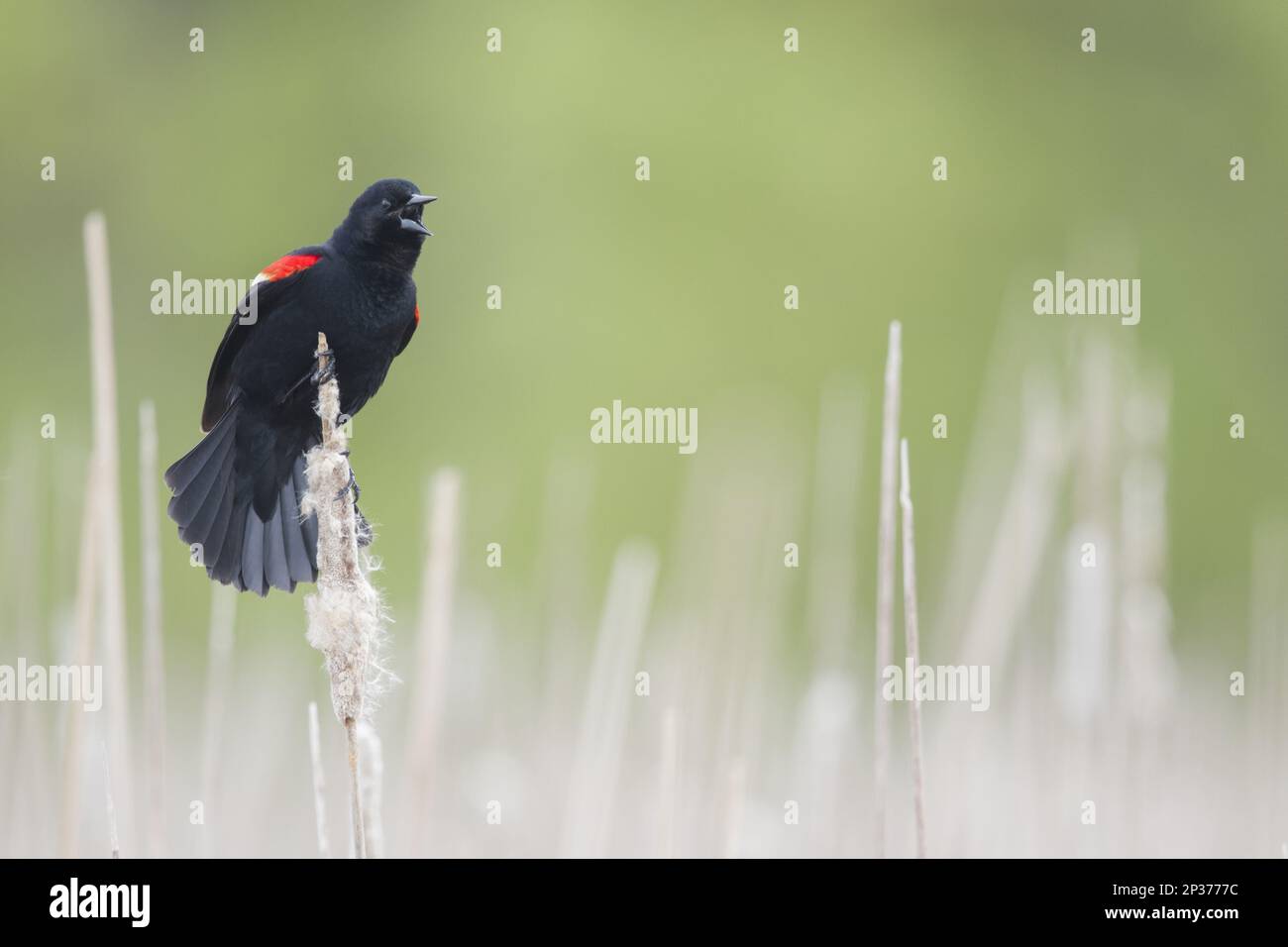 Red winged blackbird mating call hi-res stock photography and images ...