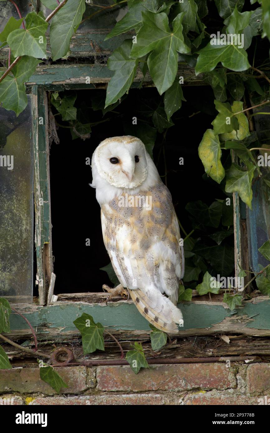 Common barn owl (Tyto alba) adult, standing by ivy-covered window ...