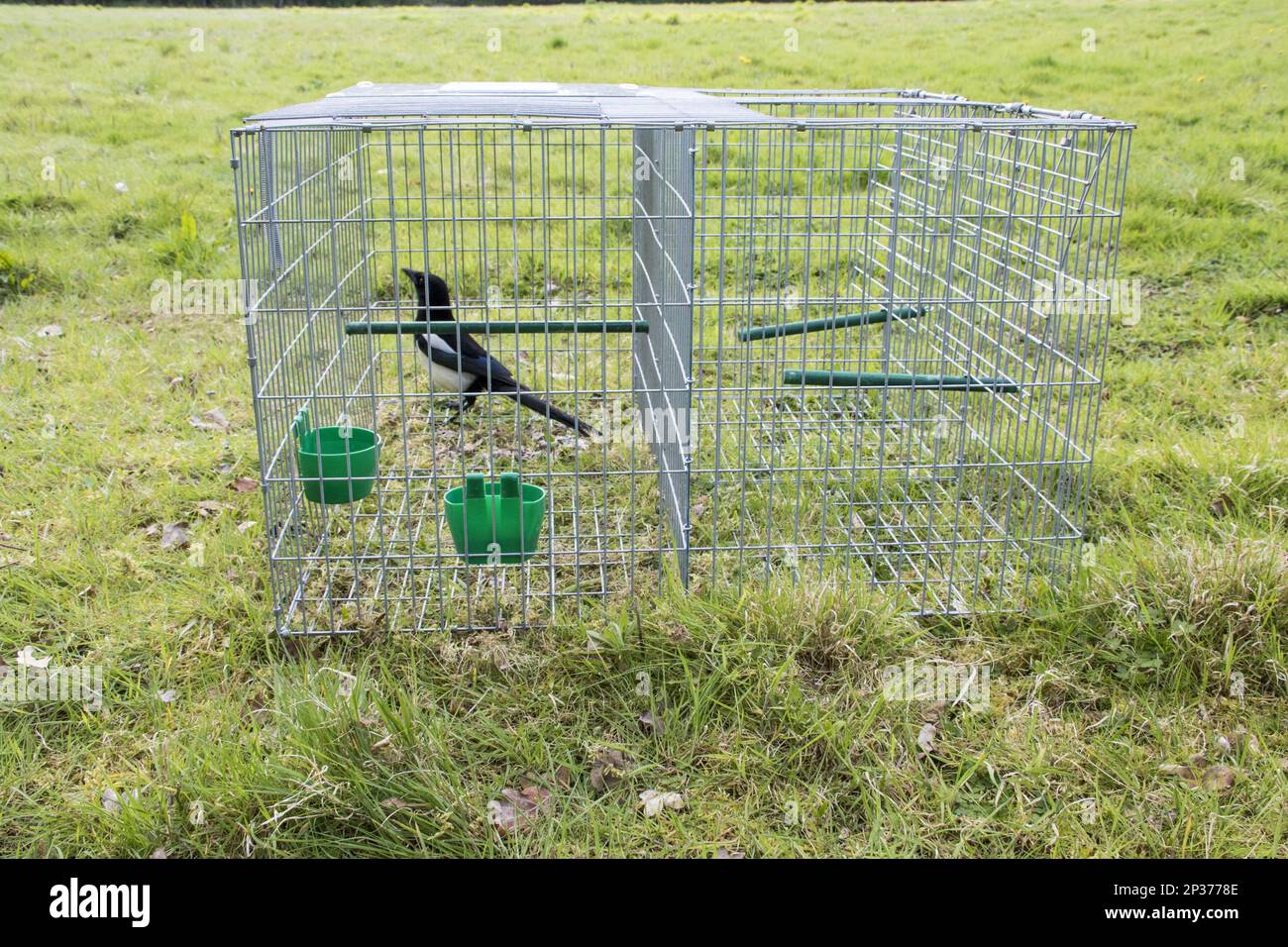 Larsen trap for catching magpies and other Corvidae Stock Photo - Alamy