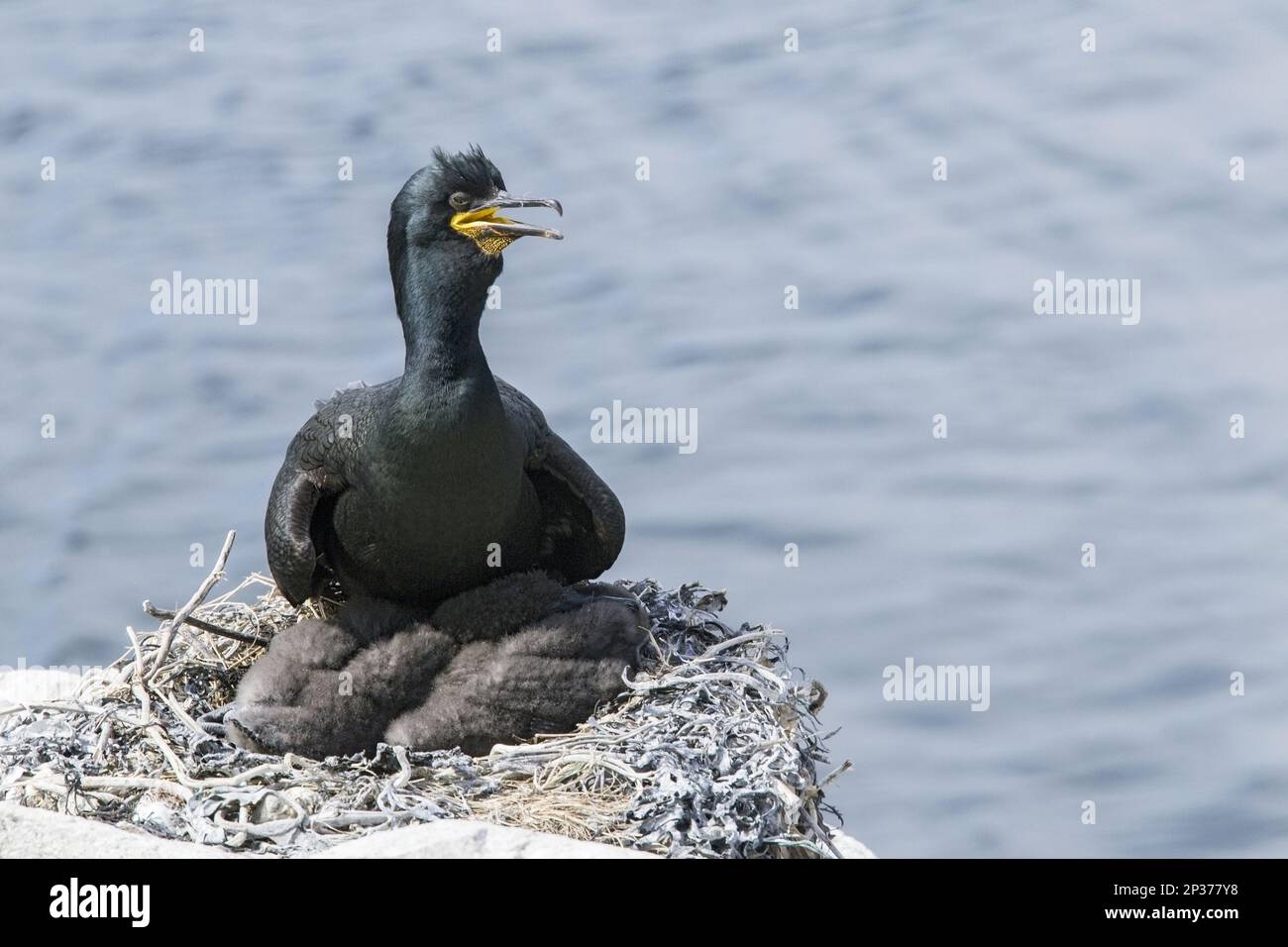 European Shag (Phalacrocorax aristotelis) adult, breeding plumage, with ...