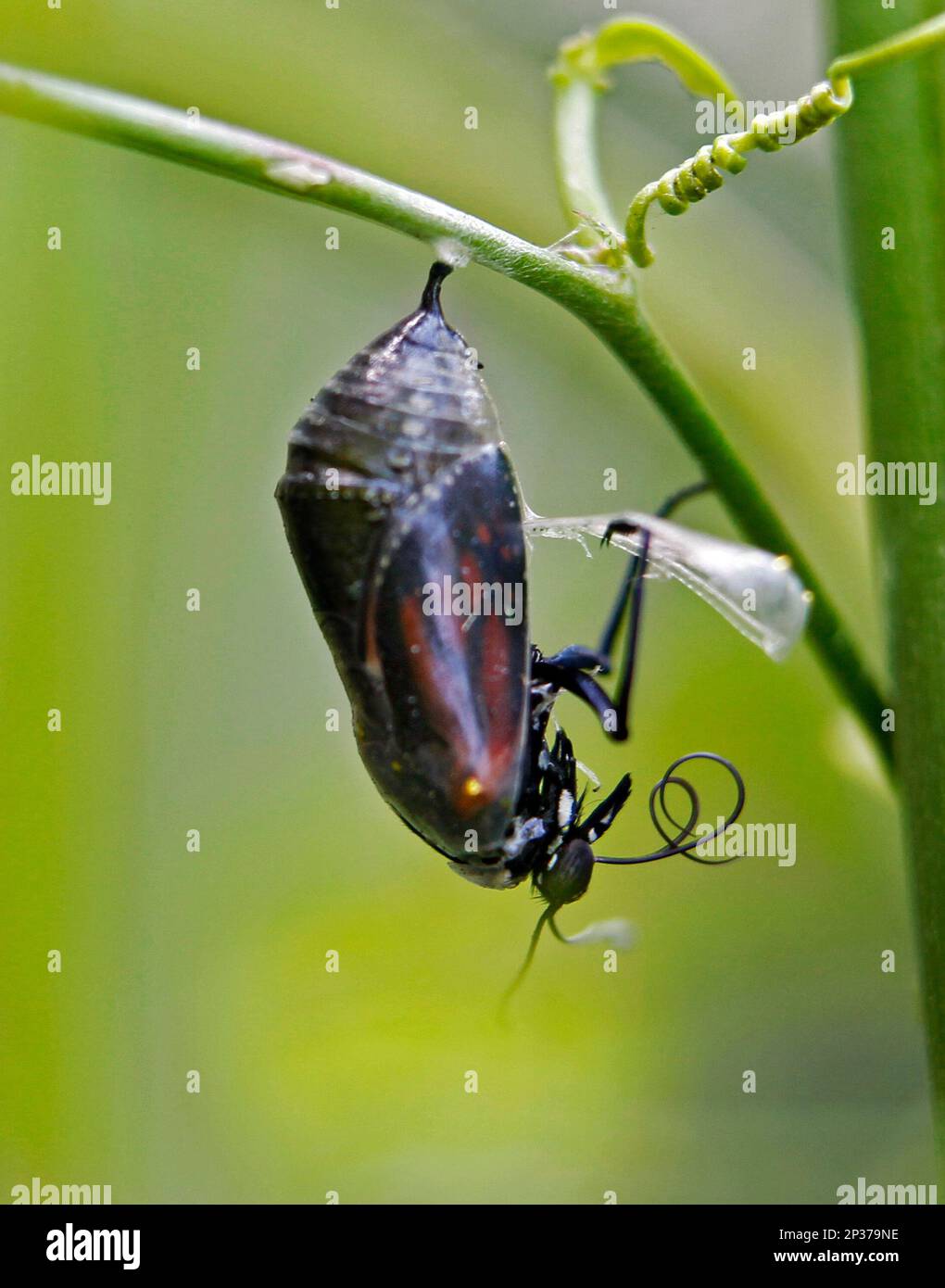 A Monarch butterfly begins to emerge from it'd chrysalis Tuesday ...
