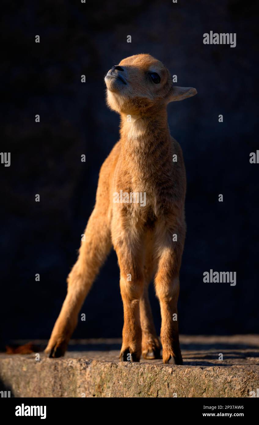 Barbary sheep (Ammotragus lervia), also Maned Sheep, Barbary Sheep or ...