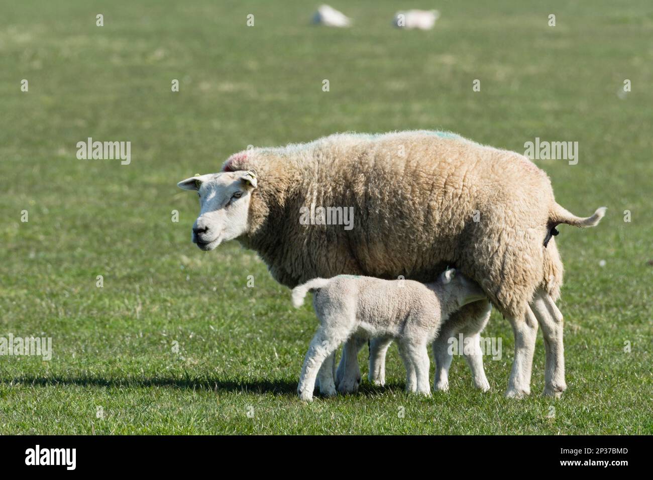 Texel sheep, Texel, Netherlands Stock Photo - Alamy