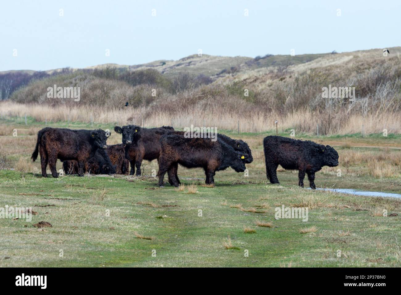Galloway cattle, De Muy nature reserve, Duinen van Texel National Park ...