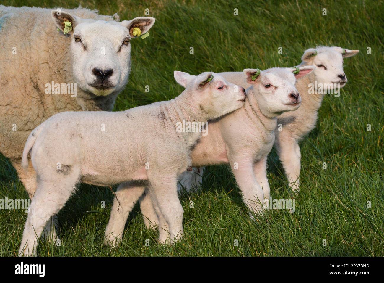 Texel sheep, Texelaar, Texel, Netherlands Stock Photo - Alamy