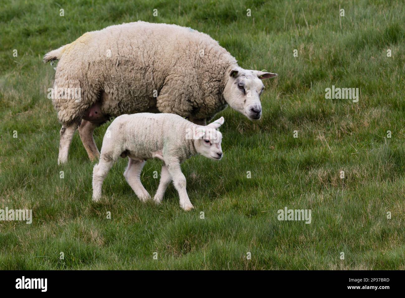 Pedigree texel sheep hi-res stock photography and images - Alamy