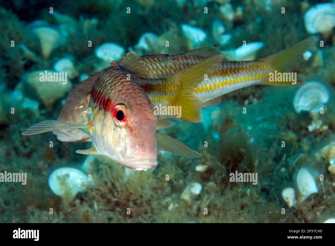 Mullet island hi-res stock photography and images - Alamy