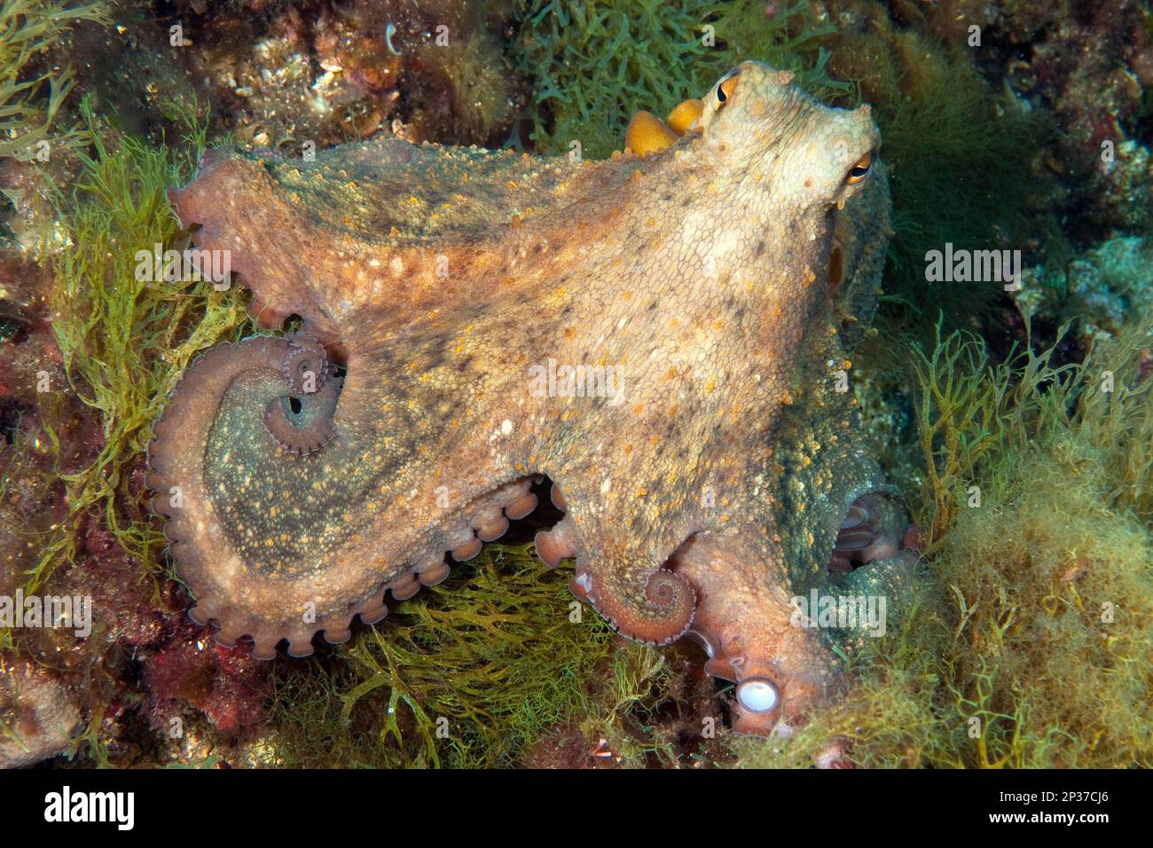 Common octopus (Octopus vulgaris), Octopus, Squid, Cephalopod ...